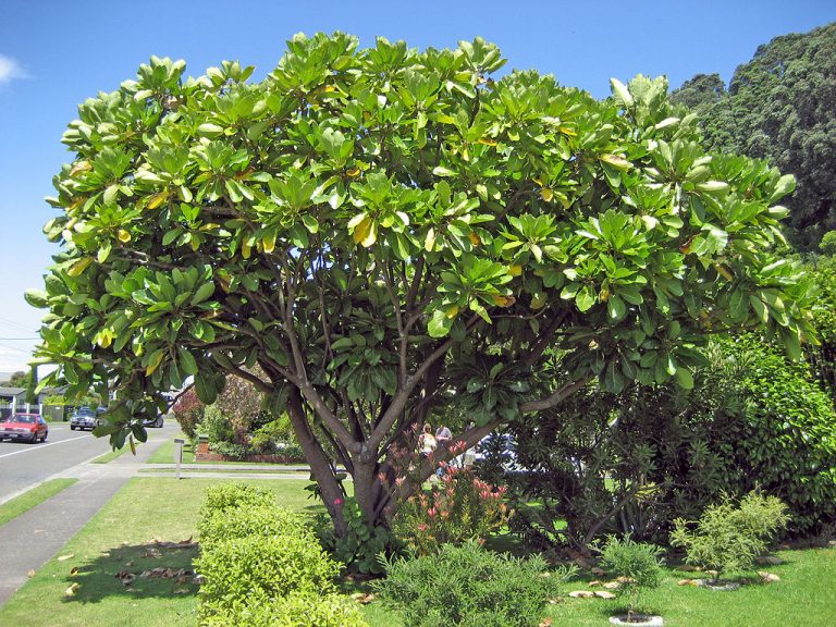Meryta Trees: Care, Growth & Landscaping Benefits