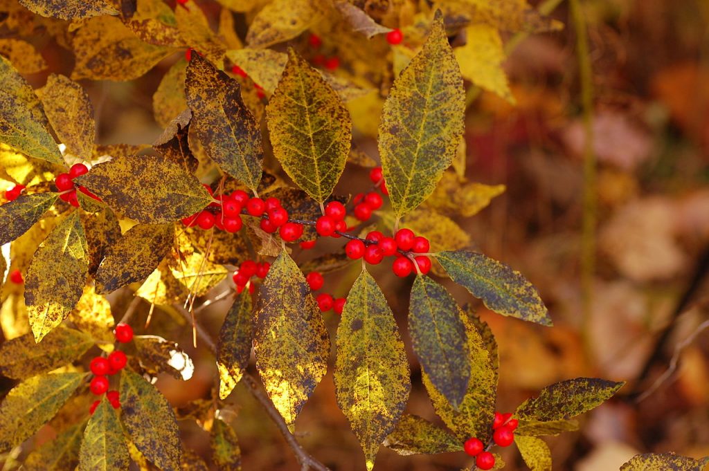 Holly Trees (Ilex spp.): Care, Growth & Landscaping Tips
