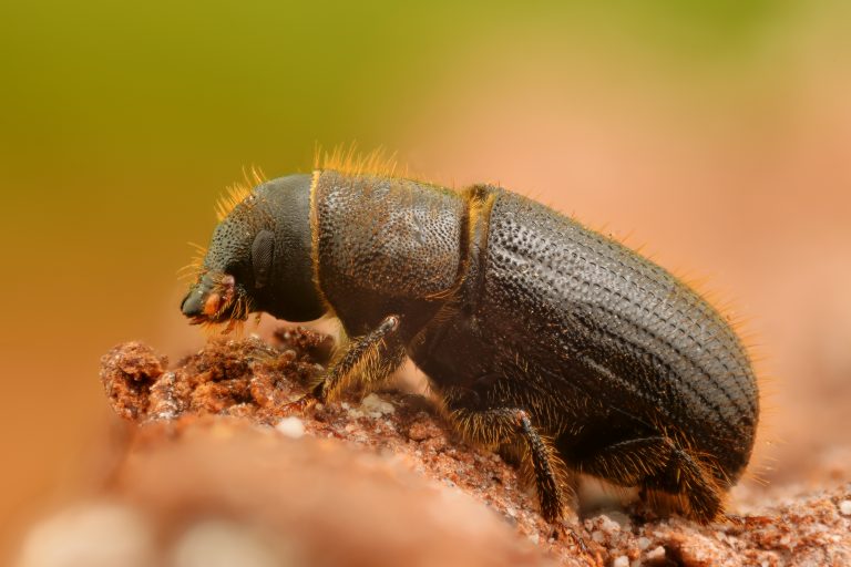Bark Beetles: Identification, Damage & Control