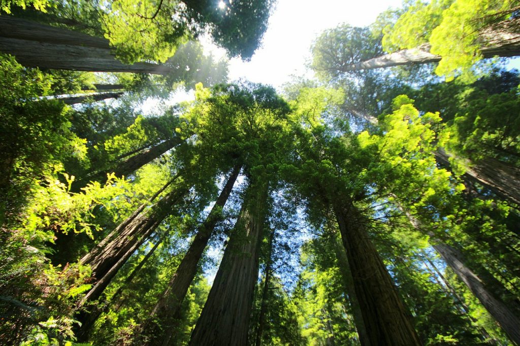 The Native Habitat of Redwood Trees