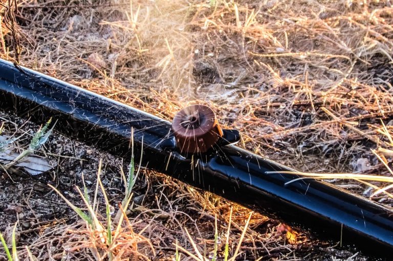 Drip Irrigation: Efficient Watering for Southern California Trees
