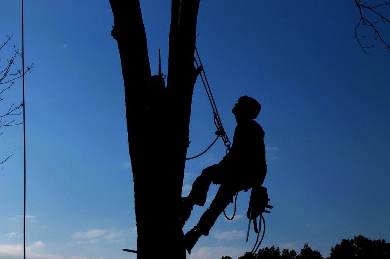 What Does an Arborist Do? Tree Care Experts Explained