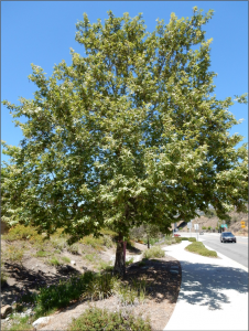 Common Diseases Affecting California Sycamore Trees